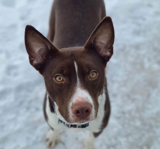 Home - Herkimer County Humane Society