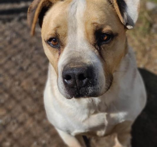 Available Dogs Archives - Herkimer County Humane Society