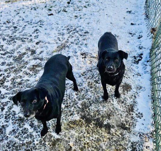 Available Dogs Archives - Herkimer County Humane Society