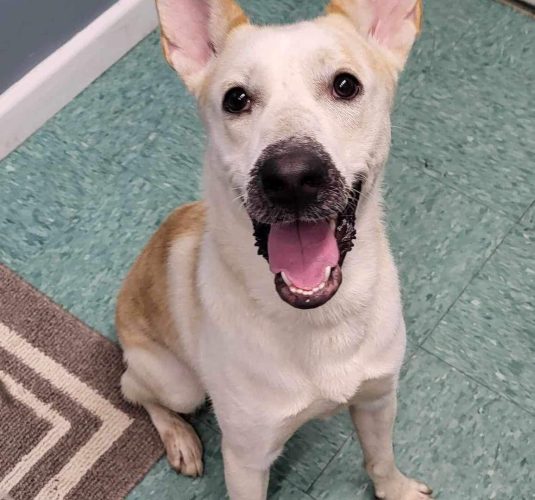 Projects Archive - Herkimer County Humane Society