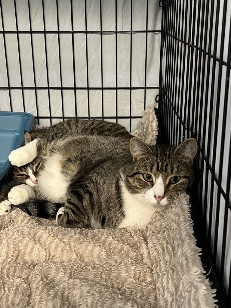Spotty - Herkimer County Humane Society