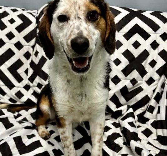 Home - Herkimer County Humane Society