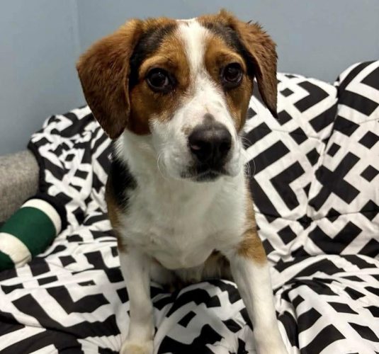 Home - Herkimer County Humane Society