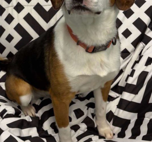 Home - Herkimer County Humane Society