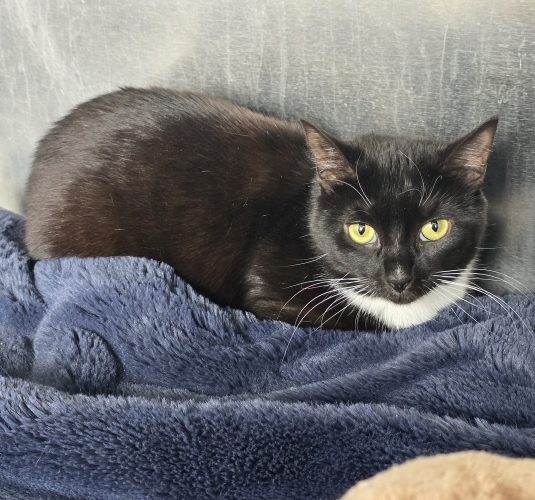 Home - Herkimer County Humane Society