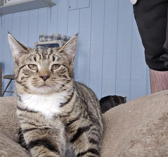 Projects Archive - Herkimer County Humane Society
