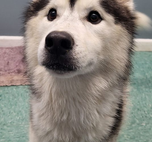 Home - Herkimer County Humane Society