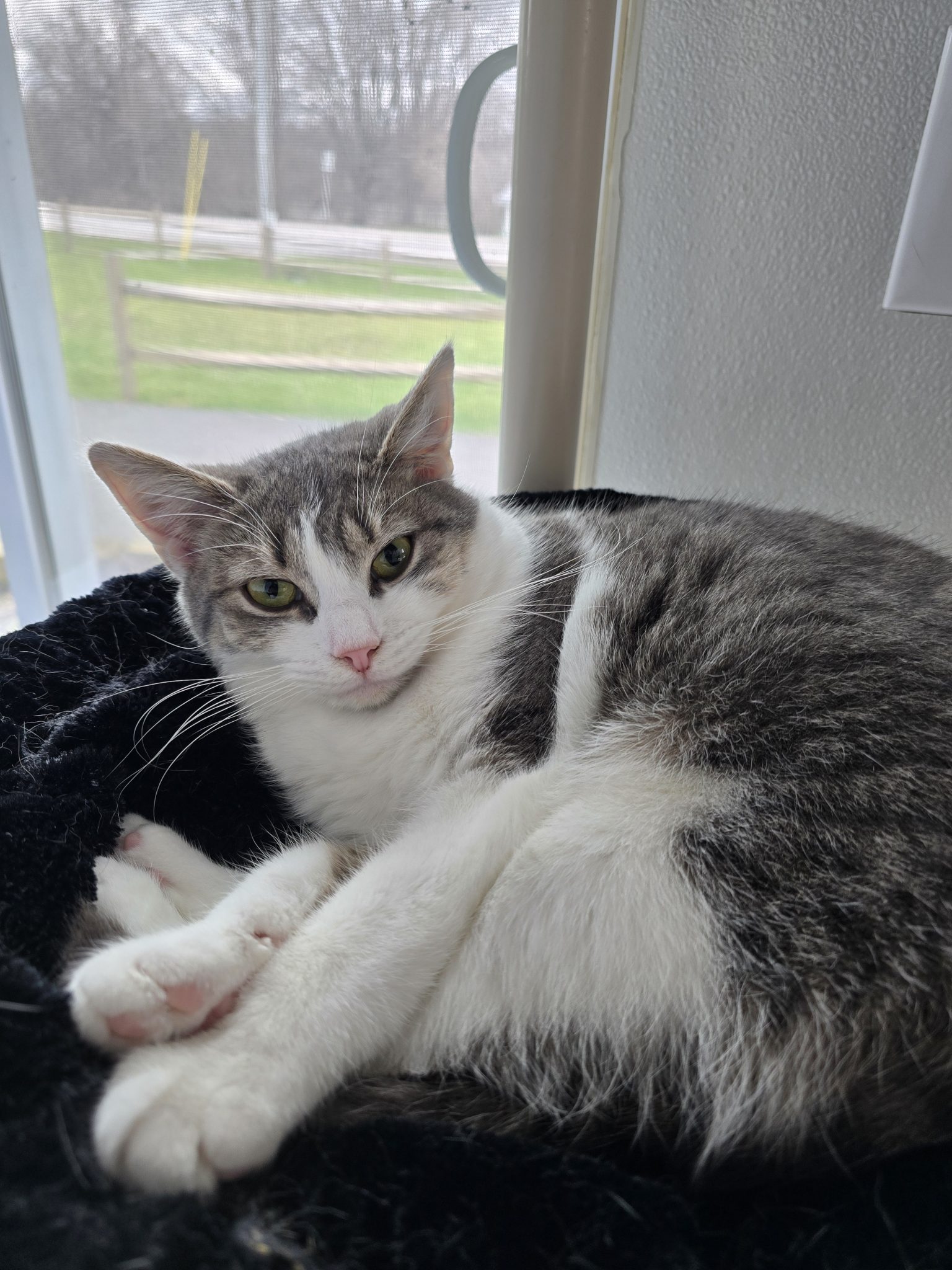 Mary - Herkimer County Humane Society