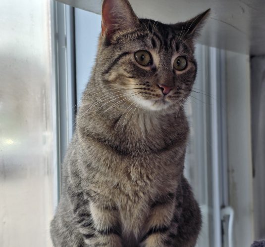 Home - Herkimer County Humane Society