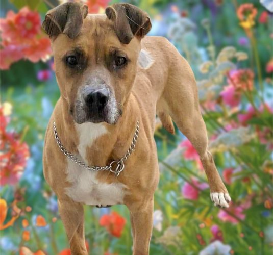 Home - Herkimer County Humane Society