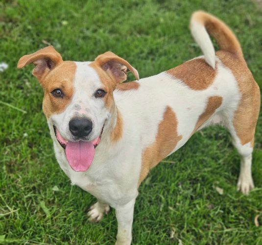 Projects Archive - Herkimer County Humane Society