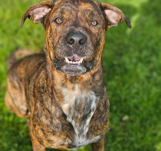 Home - Herkimer County Humane Society