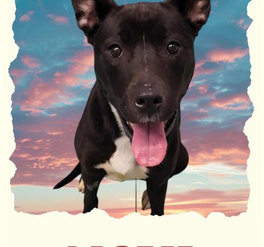 Home - Herkimer County Humane Society