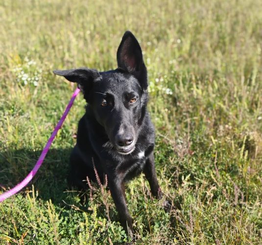 Home - Herkimer County Humane Society