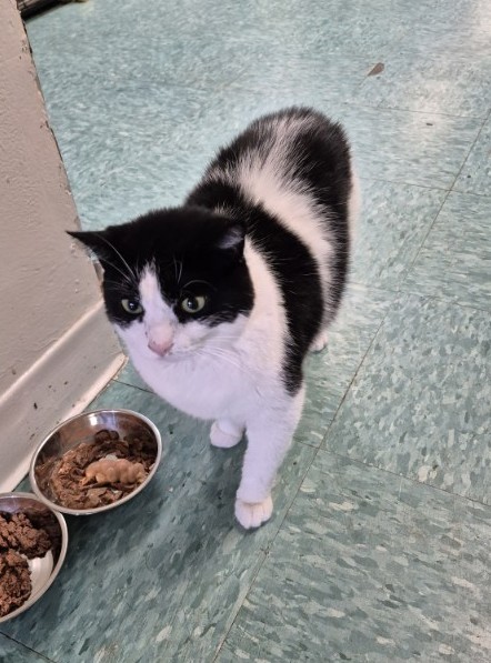 Gypsy - Herkimer County Humane Society
