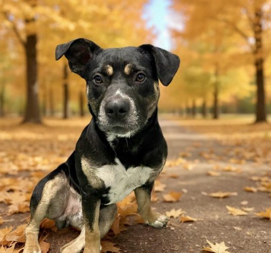 Home - Herkimer County Humane Society