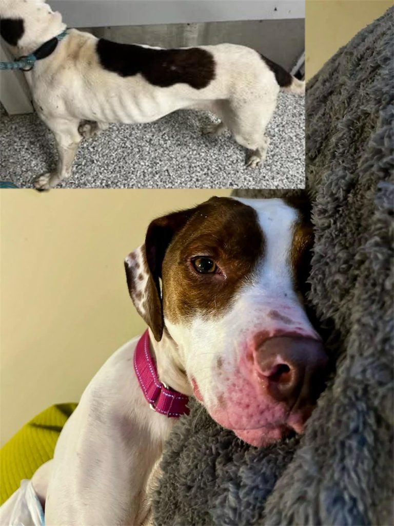 Leni - Herkimer County Humane Society