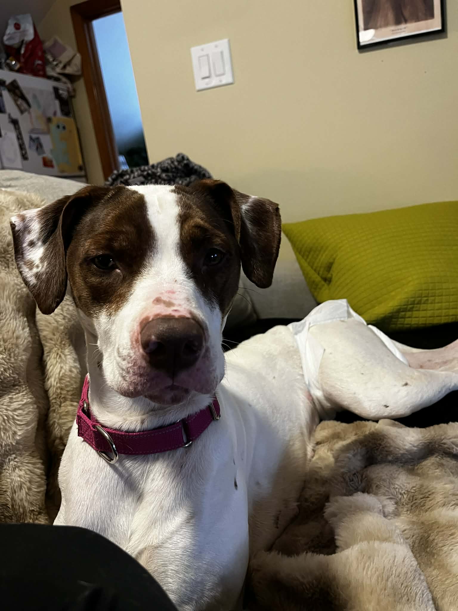 Leni - Herkimer County Humane Society