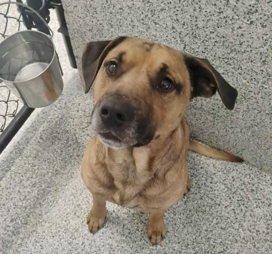 Home - Herkimer County Humane Society