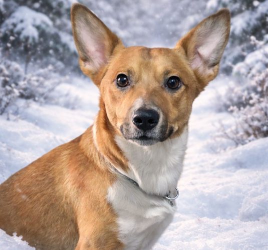 Home - Herkimer County Humane Society