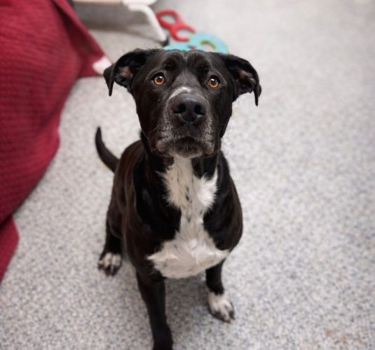 Home - Herkimer County Humane Society